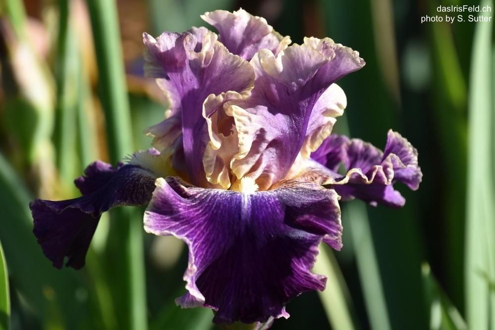 Photo of the bloom of Tall Bearded Iris (Iris 'Double Click') posted by ...