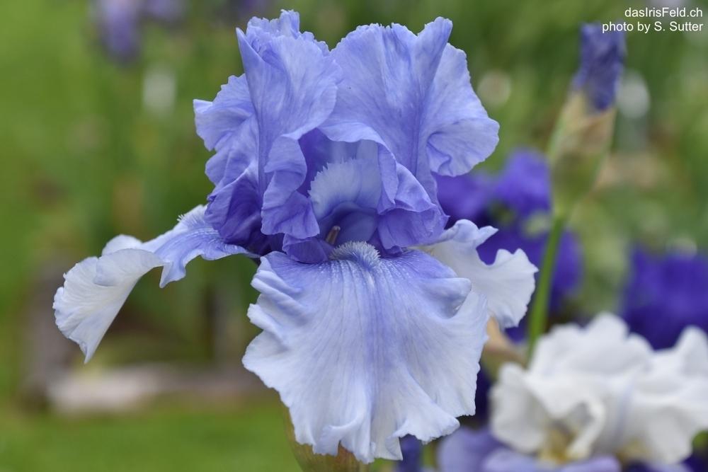 Photo of the bloom of Tall Bearded Iris (Iris 'Cascade Springs') posted ...