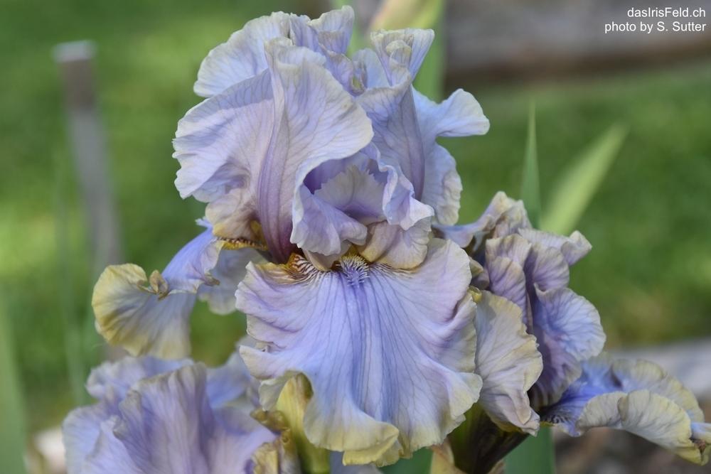 Photo of the bloom of Tall Bearded Iris (Iris 'Evening Mist') posted by ...