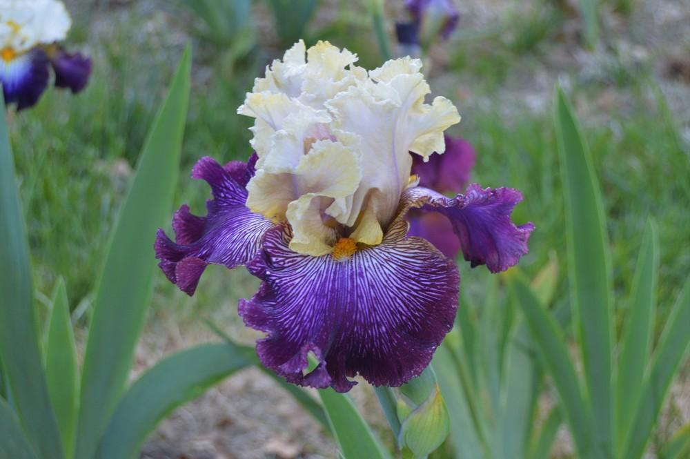 Tall Bearded Iris (Iris 'Calm Yourself') in the Irises Database ...