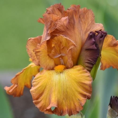 Tall Bearded Iris (Iris 'Indian Caper') in the Irises Database - Garden.org