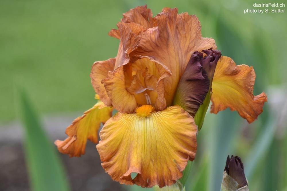 Photo of the bloom of Tall Bearded Iris (Iris 'Indian Caper') posted by ...
