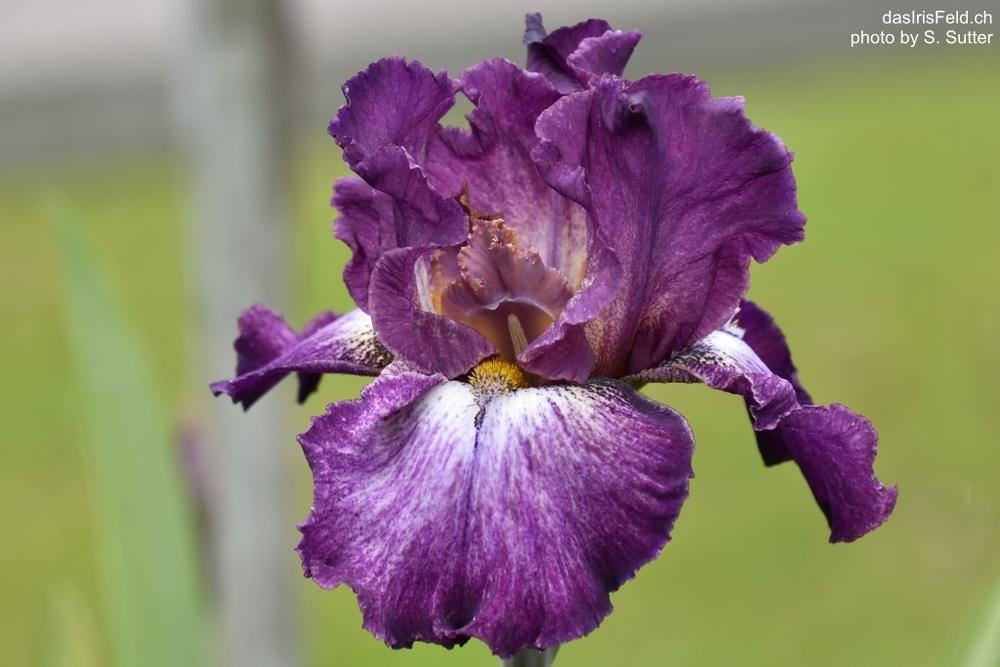 Tall Bearded Iris (Iris 'Forest of Tjaru') in the Irises Database ...