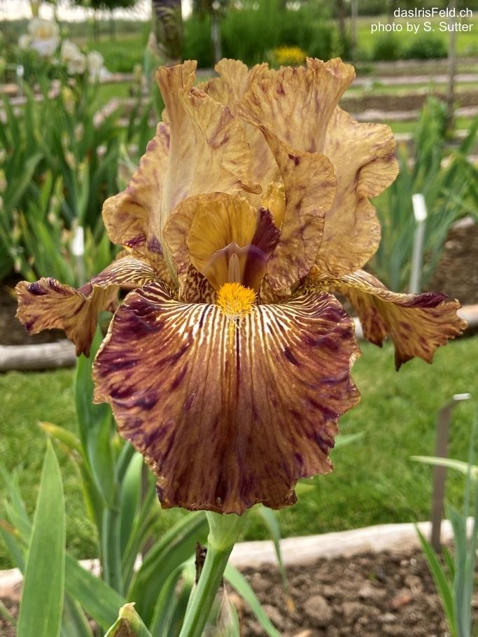 Photo of the bloom of Tall Bearded Iris (Iris 'Jackal Cackle') posted ...