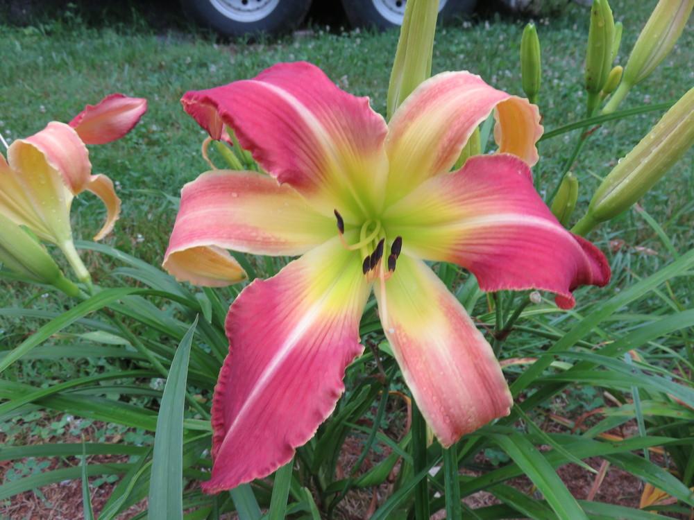 Daylily (Hemerocallis 'Sunset Masquerade') in the Daylilies Database ...
