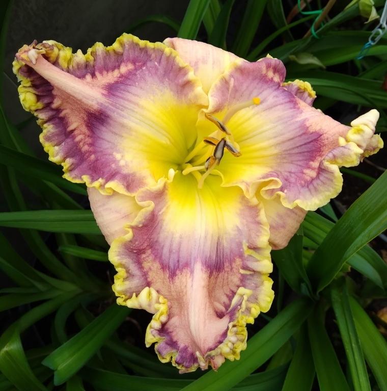 Photo of the bloom of Daylily (Hemerocallis 'Radio Rider') posted by ...