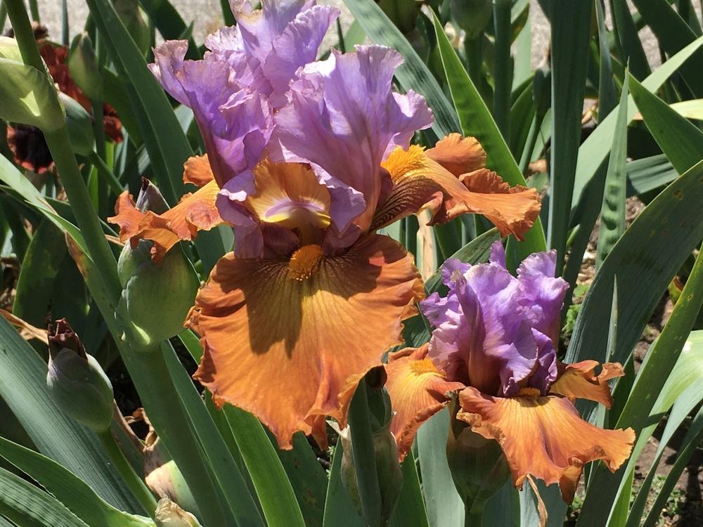 Photo of the bloom of Tall Bearded Iris (Iris 'Instant Attraction ...