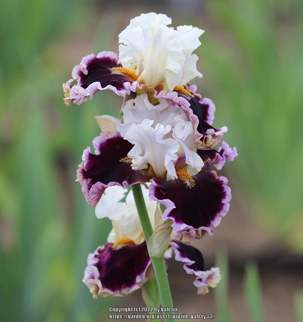Photo of the bloom of Tall Bearded Iris (Iris 'When Doves Cry') posted ...