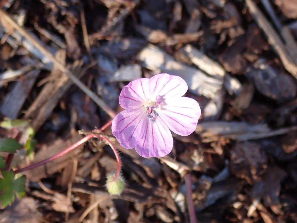 Geranium (Geranium albanum) in the Geraniums Database - Garden.org