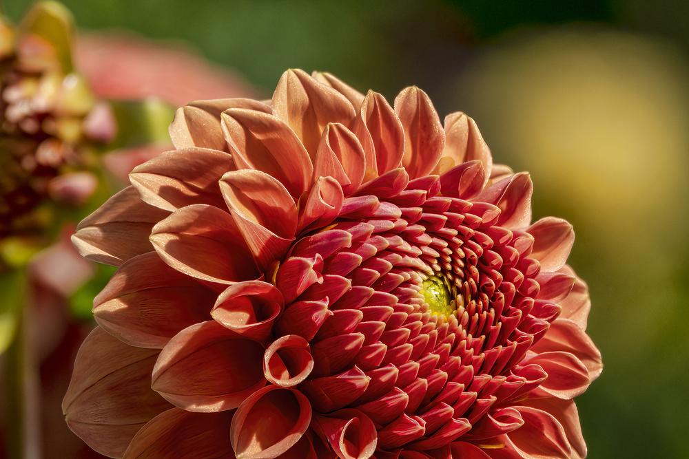 Dahlia 'Rose Toscano' in the Dahlias Database - Garden.org