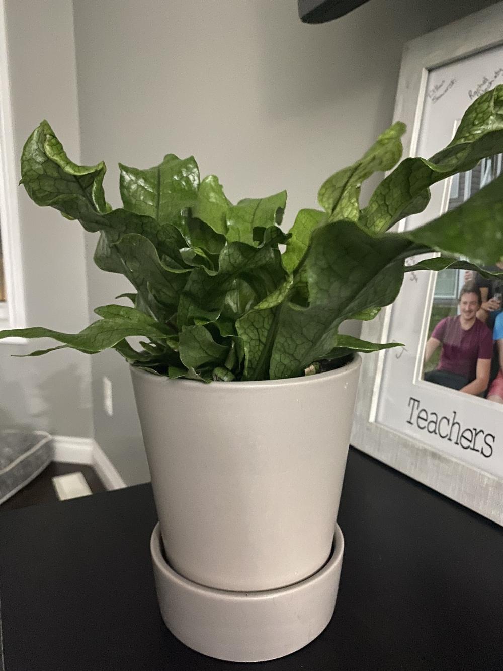 Indoor plant identification in the Plant ID forum - Garden.org