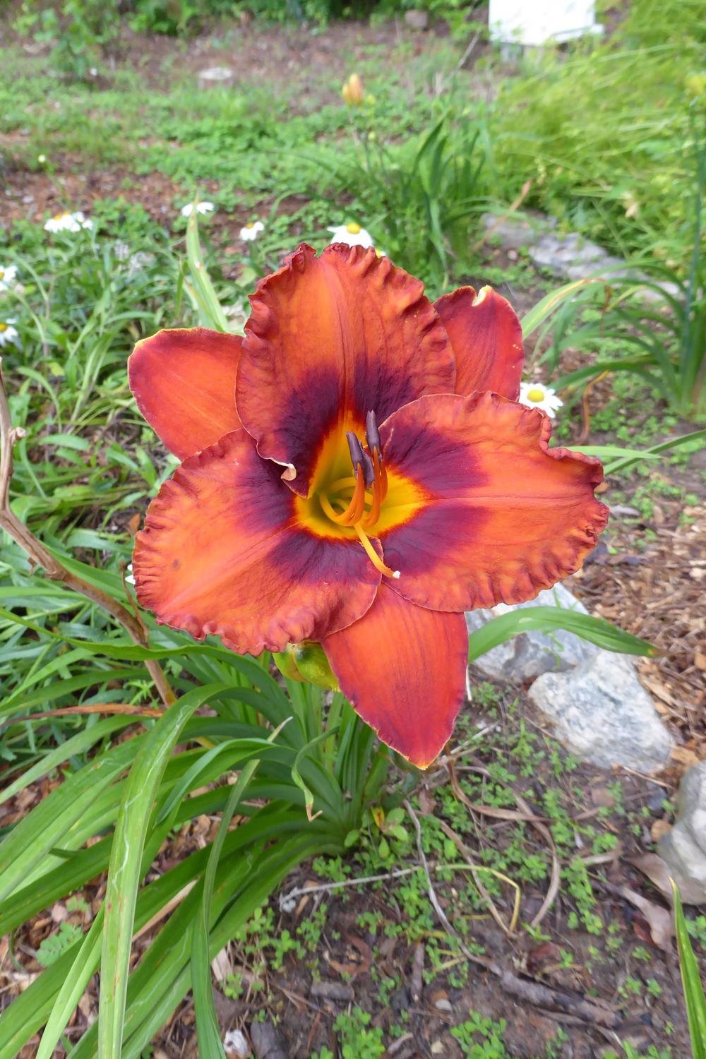 Daylily (Hemerocallis 'Mighty Chestnut') in the Daylilies Database - Garden.org