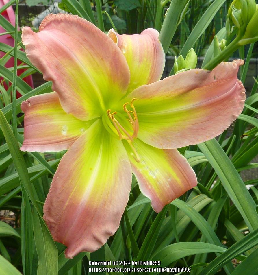 Photo of the bloom of Daylily (Hemerocallis 'Apple Venus') posted by ...