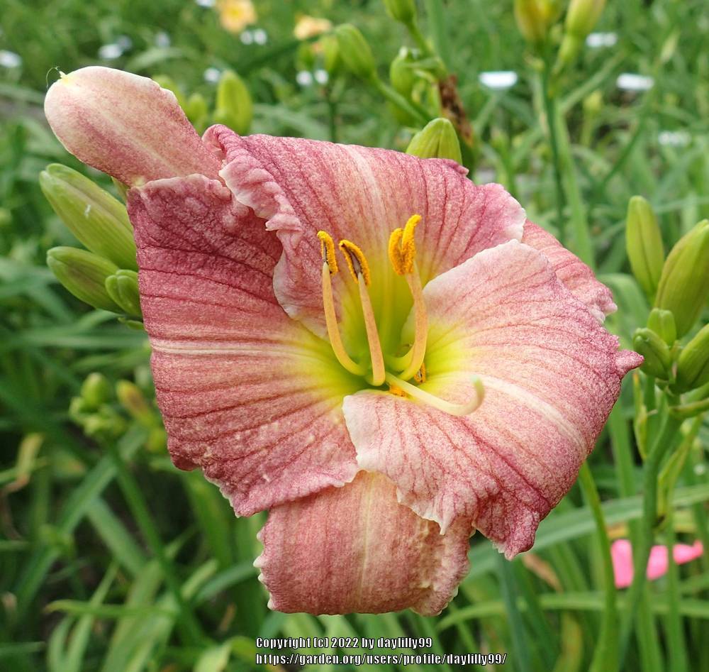 Daylily (Hemerocallis 'Little Sandy Rose') in the Daylilies Database ...