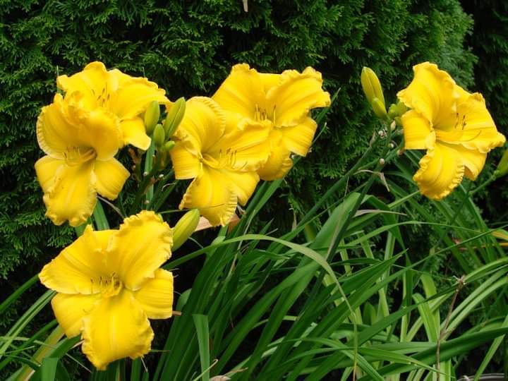 Photo of the entire plant of Daylily (Hemerocallis 'Jen Melon') posted ...