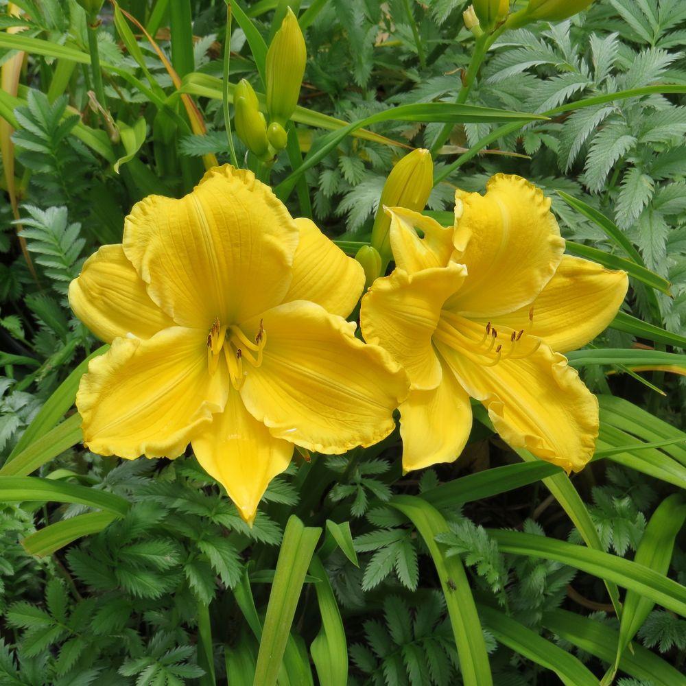 Photo of the entire plant of Daylily (Hemerocallis 'Jen Melon') posted ...