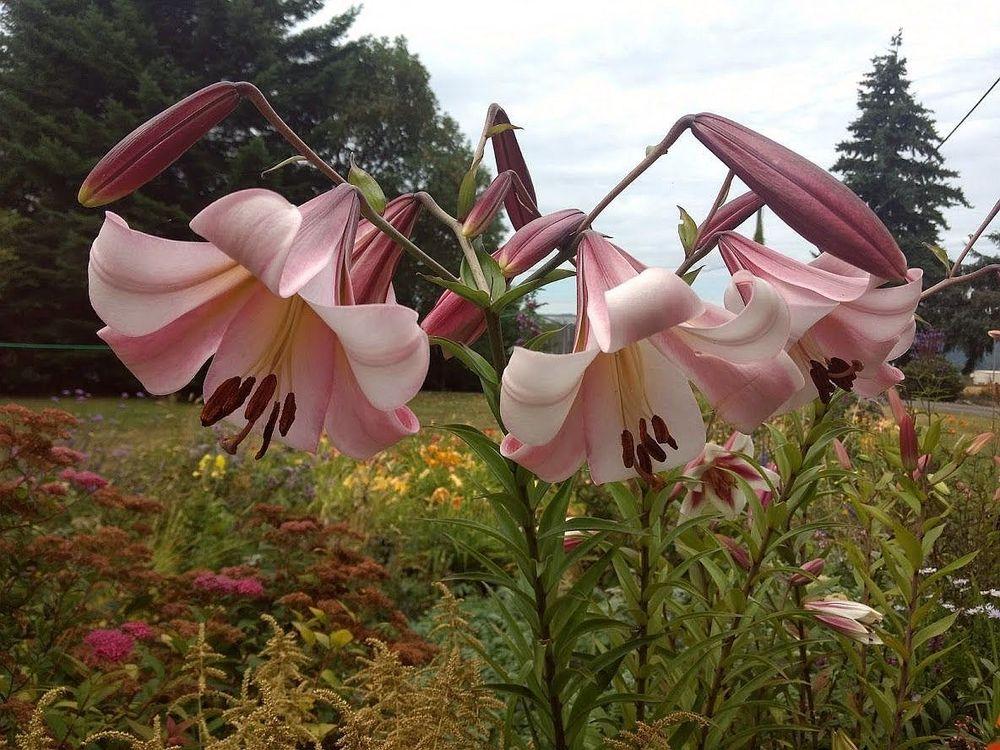Photo of the entire plant of Lily (Lilium 'Beijing Moon') posted by Joy ...