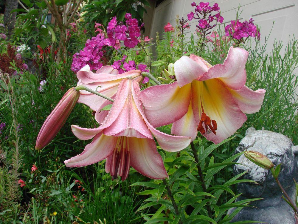 Photo of the bloom of Lily (Lilium 'Beijing Moon') posted by Joy ...