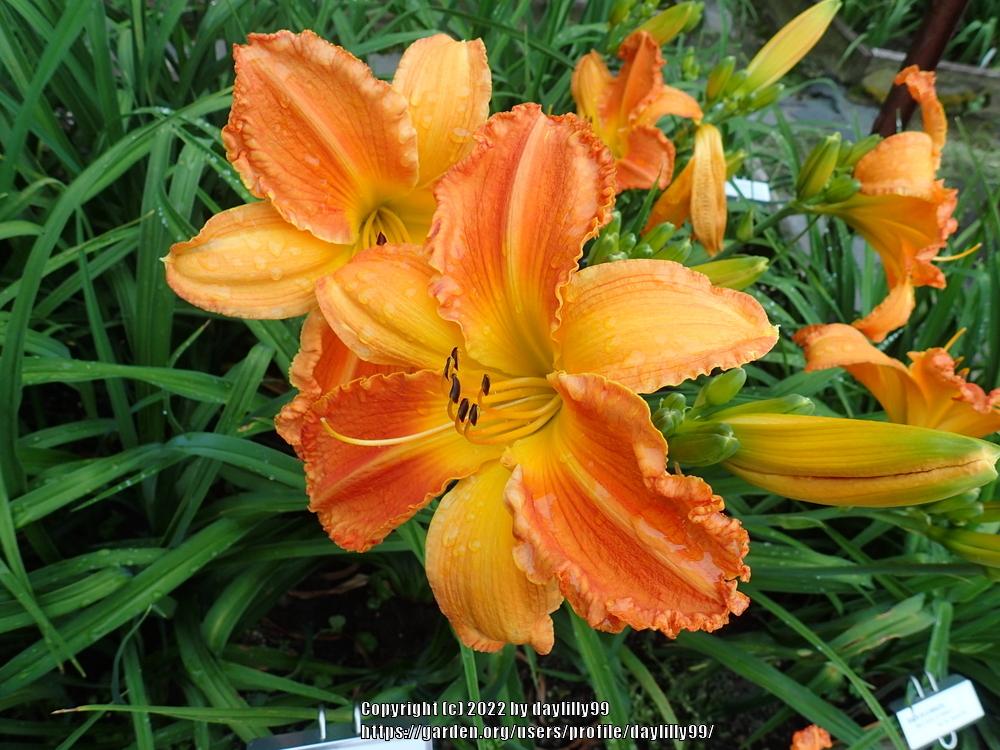Photo of the bloom of Daylily (Hemerocallis 'Samba Skirt') posted by ...