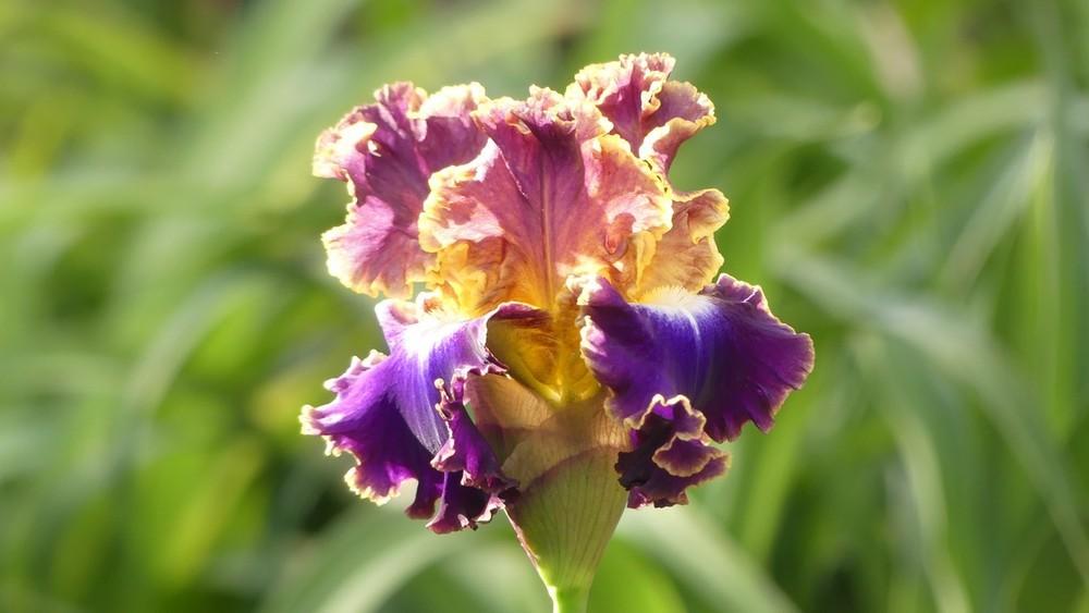 Photo of the bloom of Tall Bearded Iris (Iris 'Fancy Ideas') posted by ...