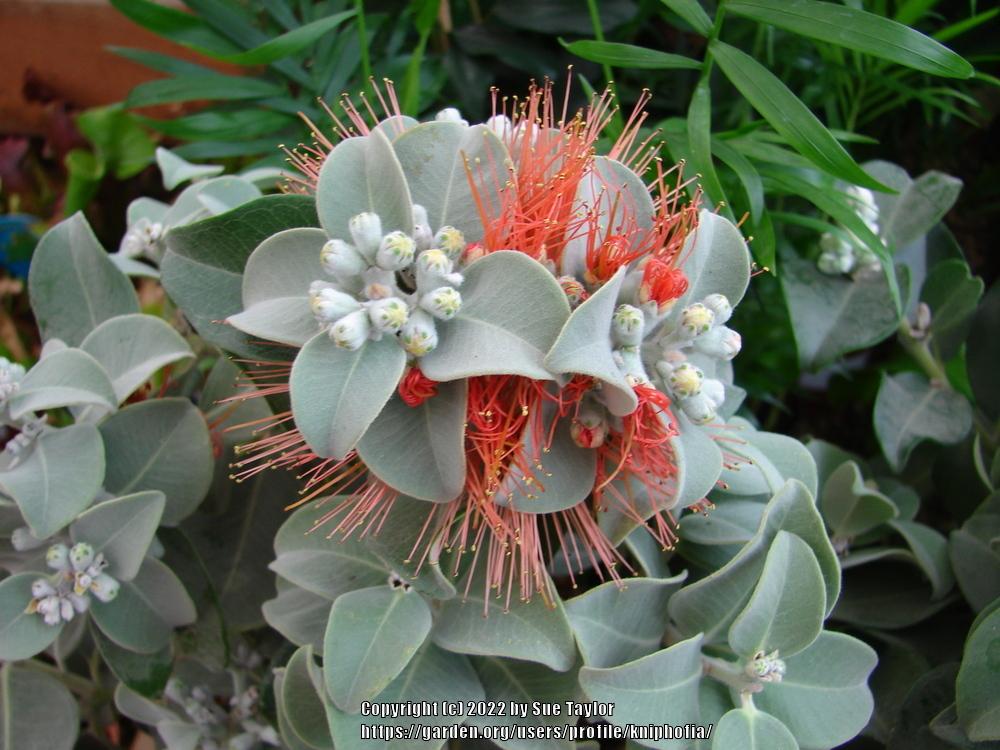 Metrosideros (Metrosideros collina 'Springfire') - Garden.org