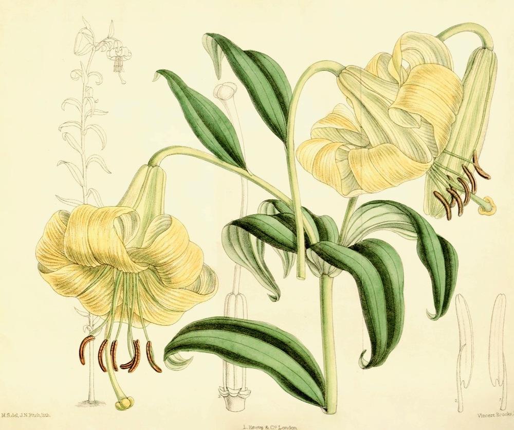 Lily (Lilium primulinum) in the Lilies Database - Garden.org