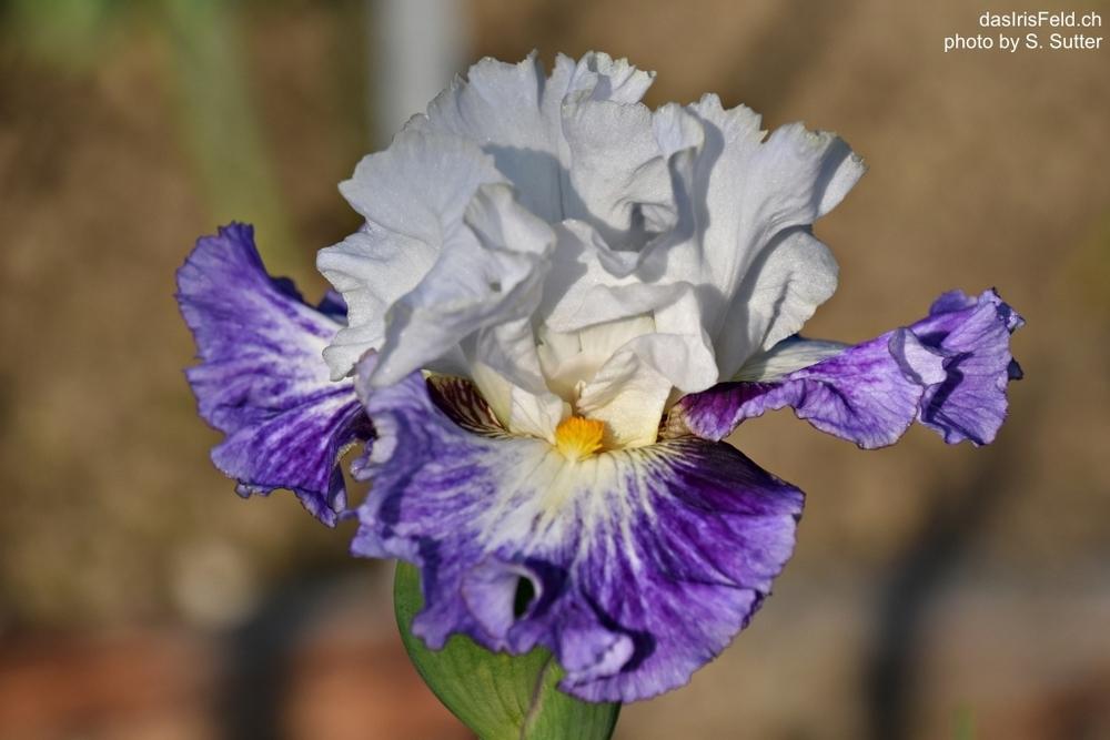 Tall Bearded Iris (Iris 'Surfing in the Clouds') in the Irises Database ...