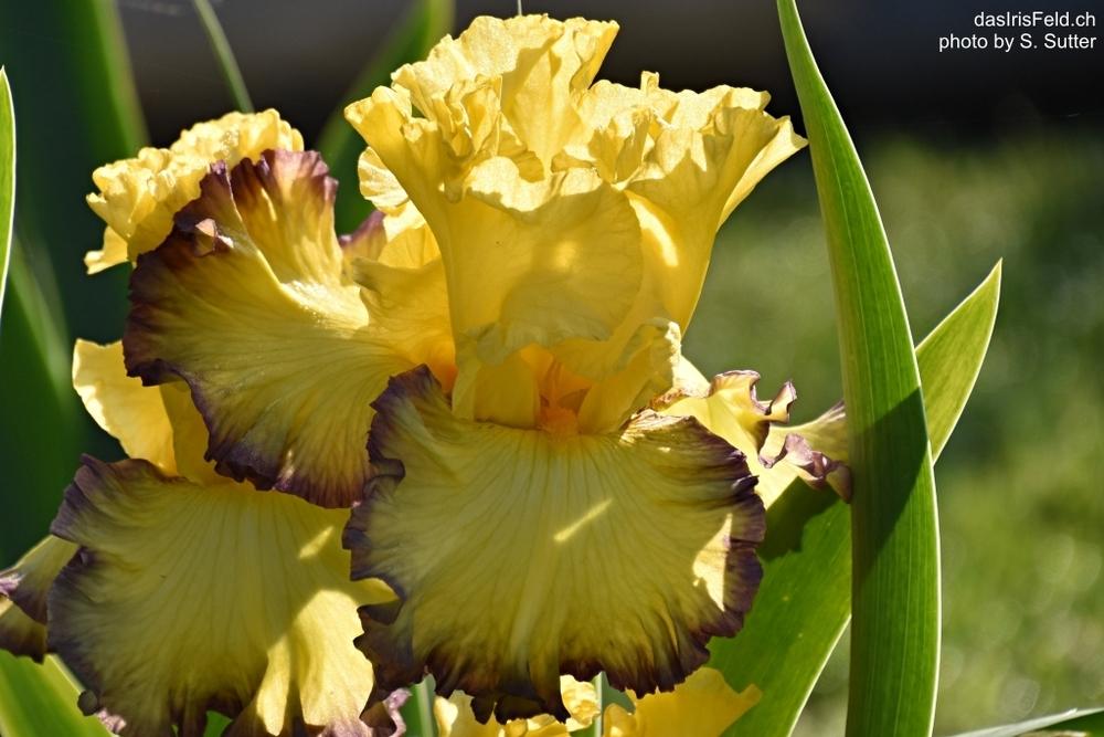 Photo of the bloom of Tall Bearded Iris (Iris 'Ruby Moon') posted by ...