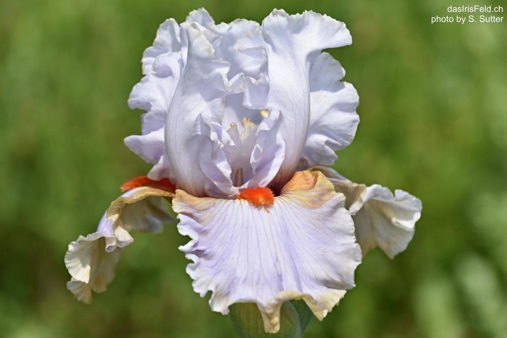 Photo of the bloom of Tall Bearded Iris (Iris 'Scented Wonder') posted ...