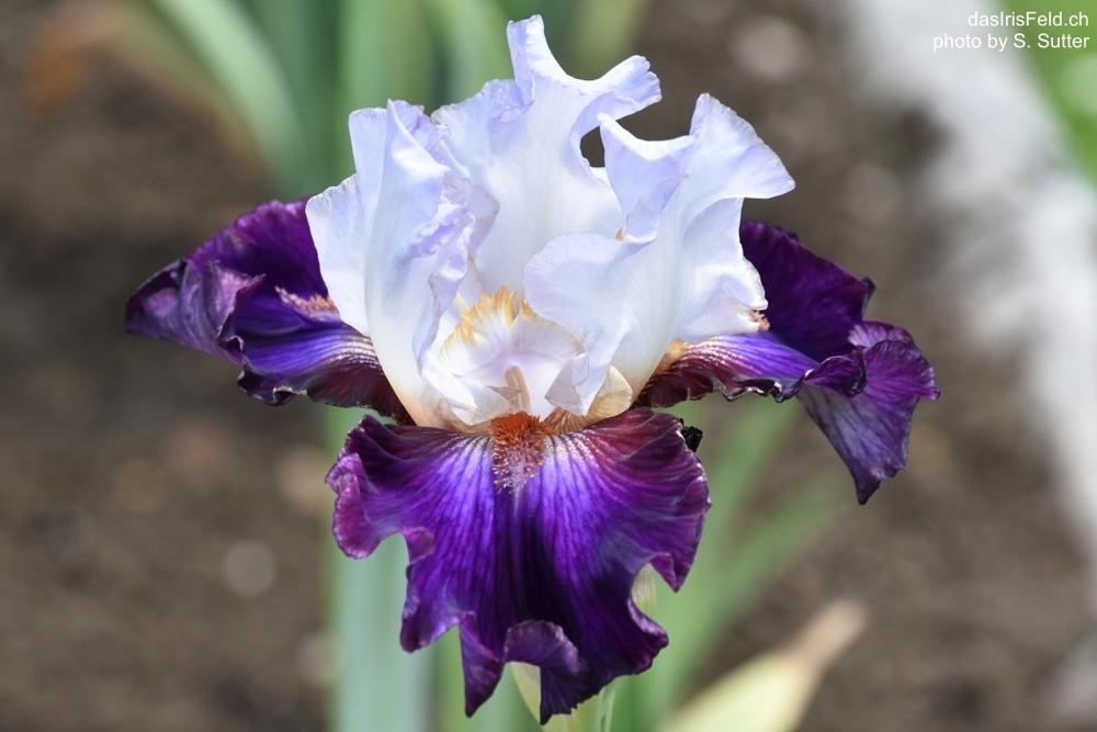 Tall Bearded Iris (Iris 'Some Enchanted Evening') in the Irises ...