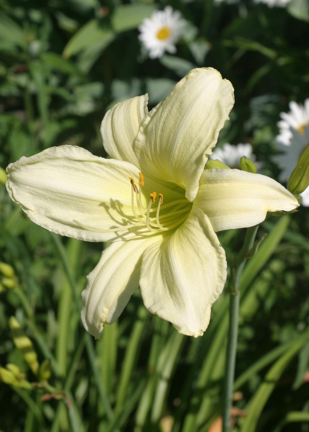 suggestions for best "white" daylily? in the Daylilies forum - Garden.org