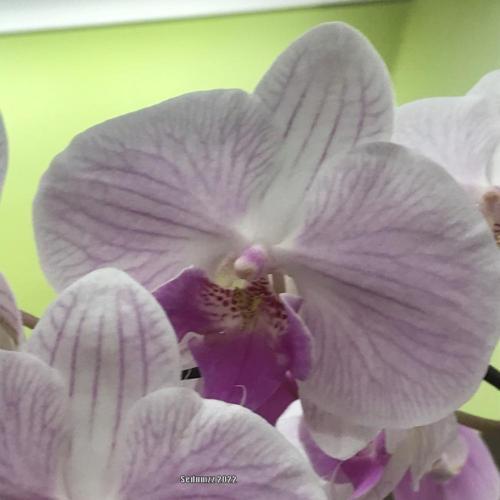 Moth Orchid (Phalaenopsis OX Honey) - Garden.org