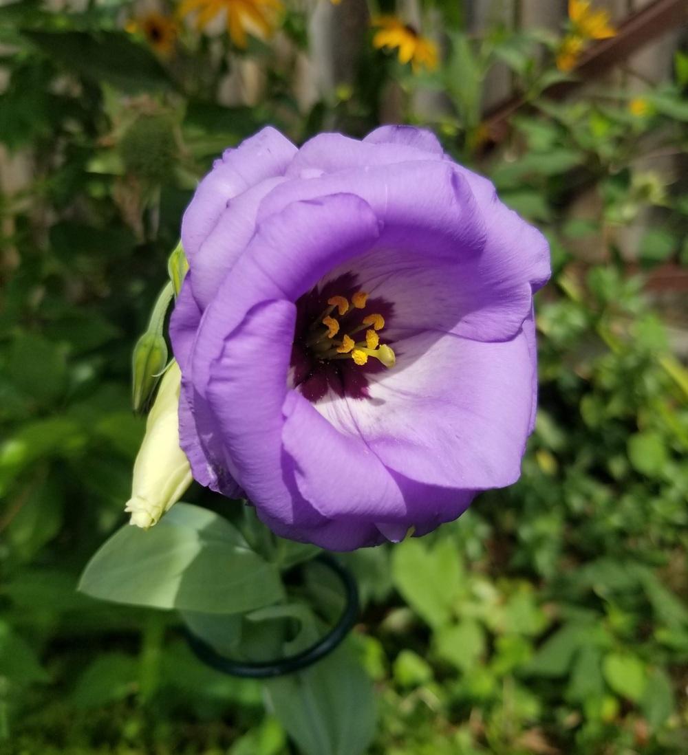 Photo of the bloom of Lisianthus (Eustoma russellianum 'Echo Blue ...