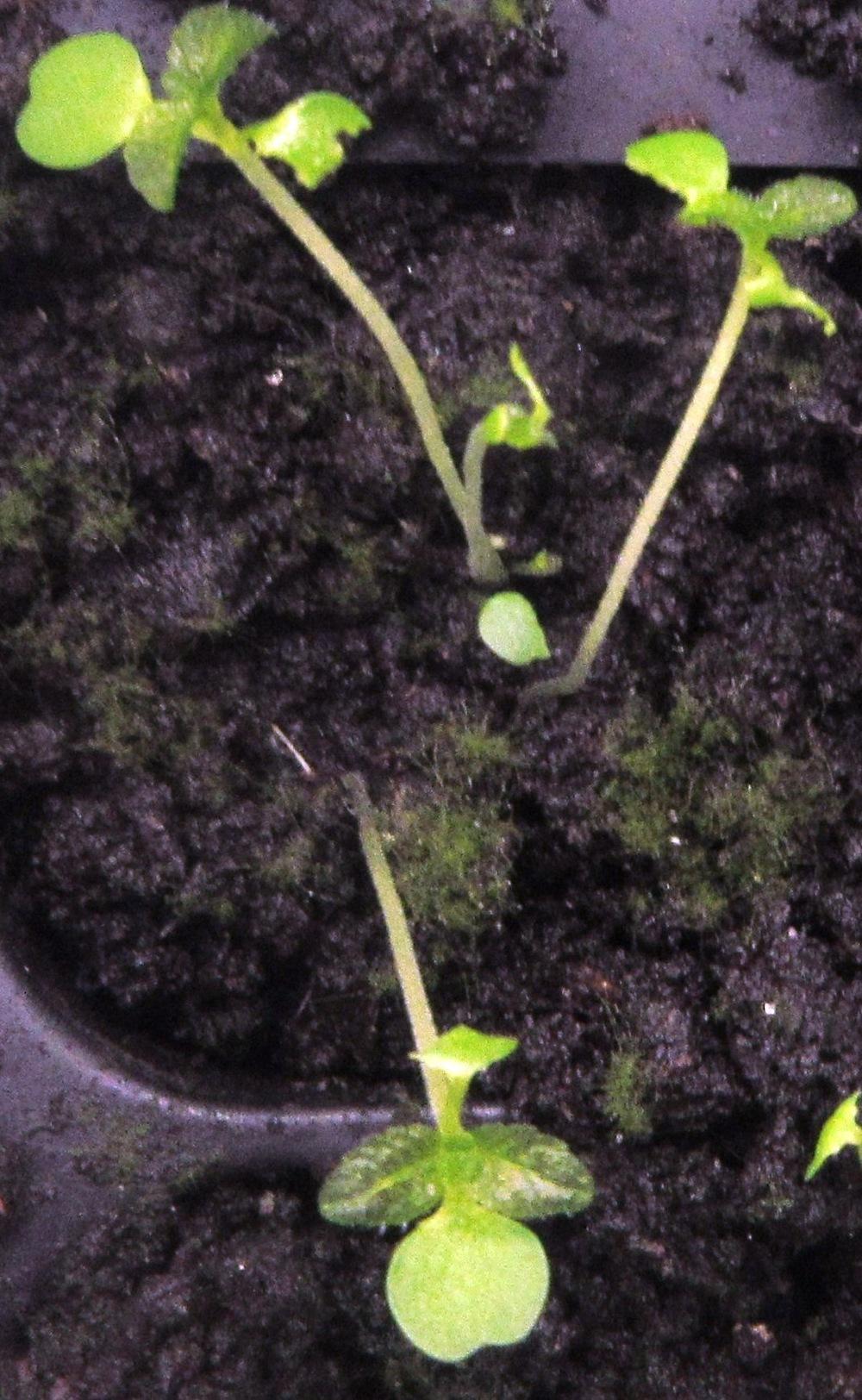 Photo of the seedling or young plant of Vietnamese Balm (Elsholtzia ...