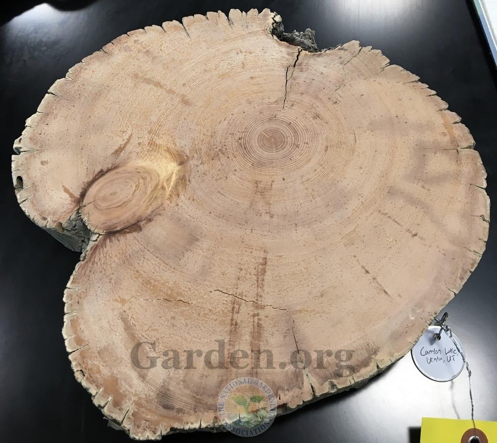 Photo of the stem, scape, stalk or bark of Great Basin Bristlecone Pine ...