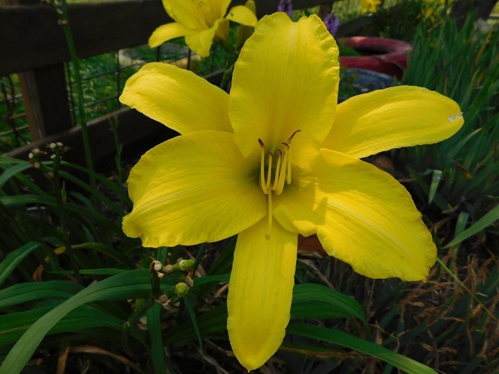Photo of the bloom of Daylily (Hemerocallis 'Hyperion') posted by ...