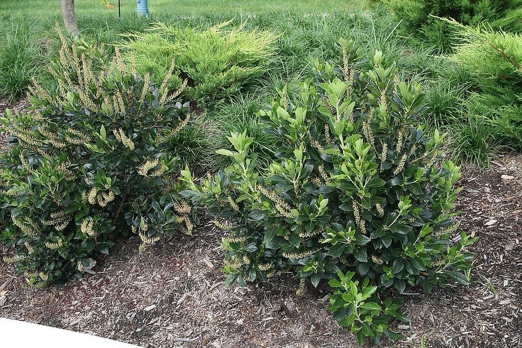 Summersweet (Clethra alnifolia 'Sixteen Candles') - Garden.org