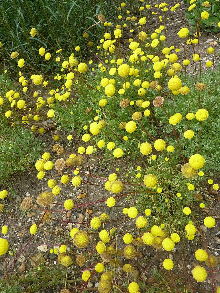 Cotula 'Yellow Marbles' - Garden.org