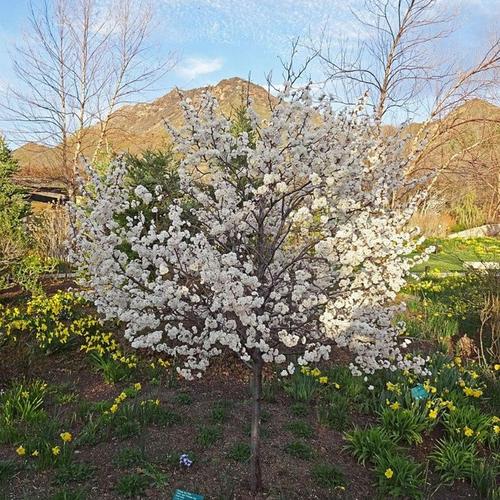 Canada Plum (Prunus nigra 'Princess Kay') in the Plums Database ...