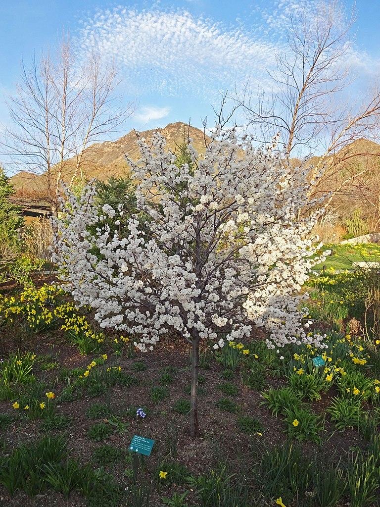 Photo of the entire plant of Canada Plum (Prunus nigra 'Princess Kay ...