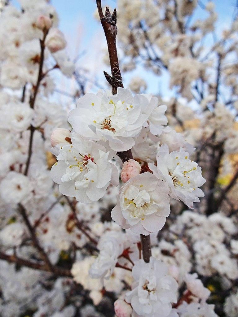 Photo of the bloom of Canada Plum (Prunus nigra 'Princess Kay') posted ...