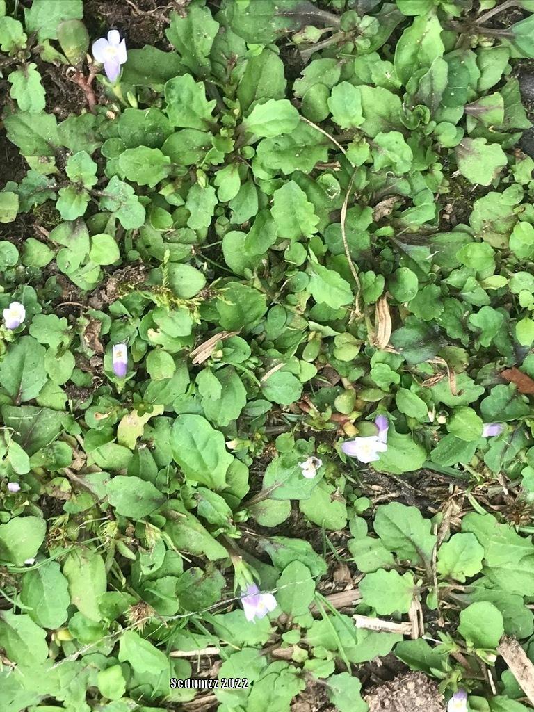 Japanese Mazus (Mazus pumilus) - Garden.org