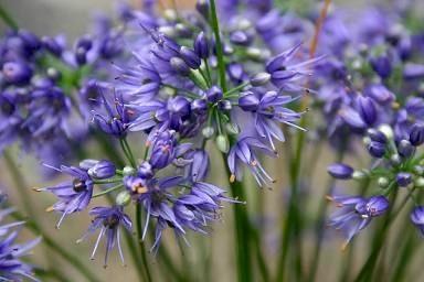 Photo of the bloom of Dark Blue Garlic (Allium cyaneum) posted by ...