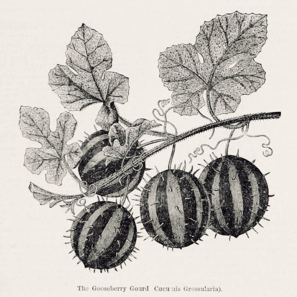 Gooseberry Gourd (Cucumis myriocarpus) - Garden.org