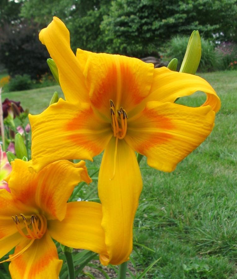 Daylily (Hemerocallis 'Full Scream Ahead') in the Daylilies Database ...