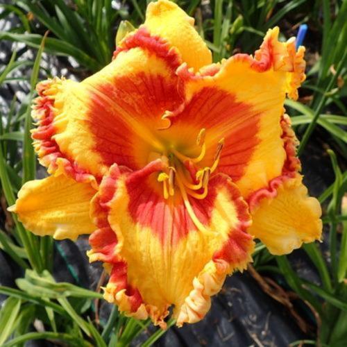 Daylily (Hemerocallis 'Blazing Eyes') in the Daylilies Database - Garden.org