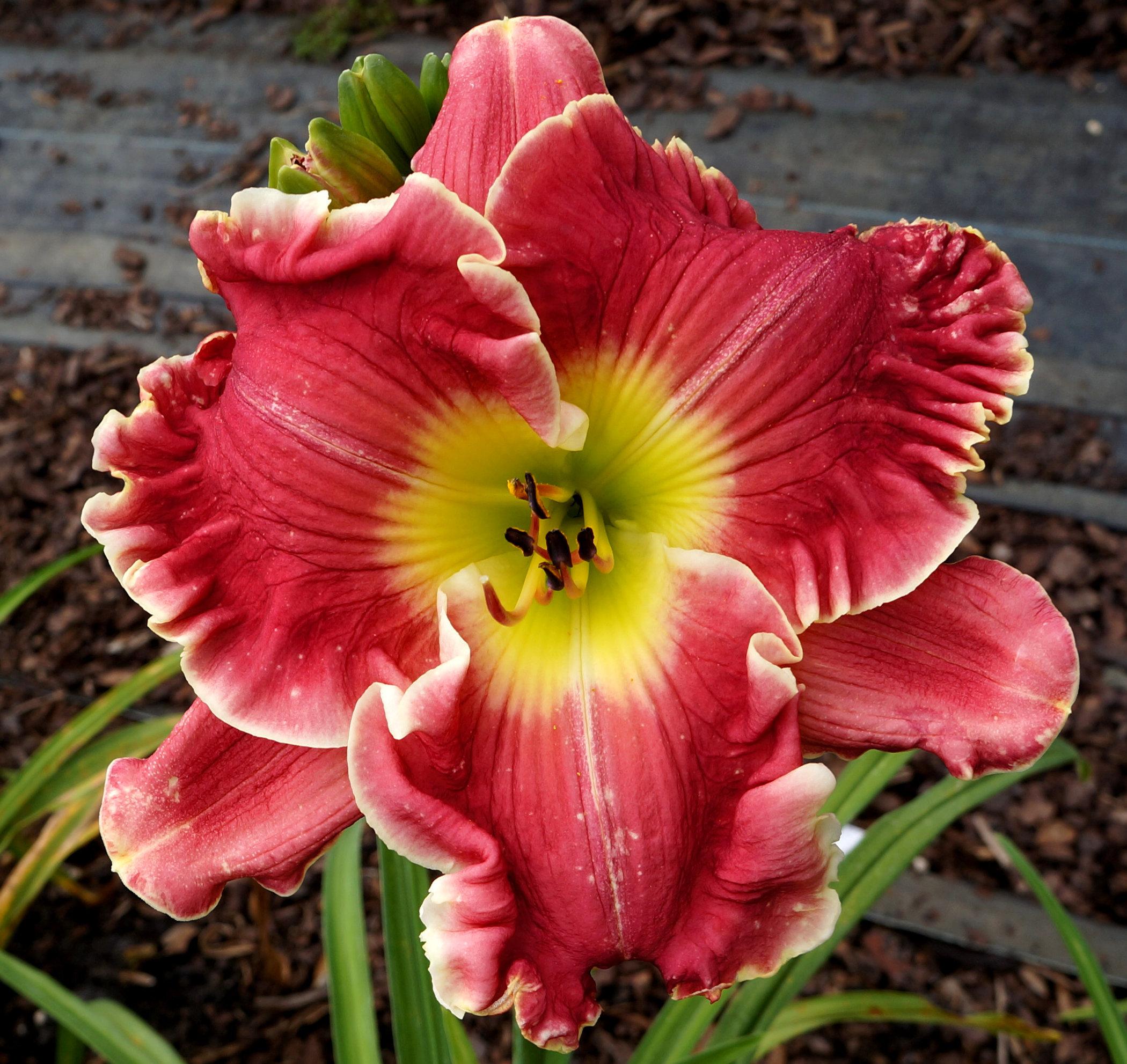 Daylily (Hemerocallis 'Intense Passion') in the Daylilies Database ...