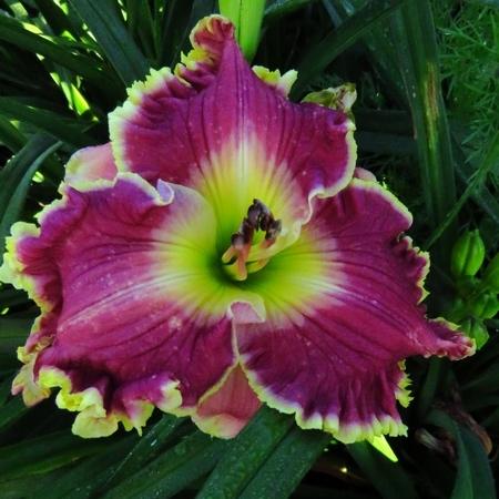 Daylily (Hemerocallis 'Tom Nesmith') in the Daylilies Database - Garden.org