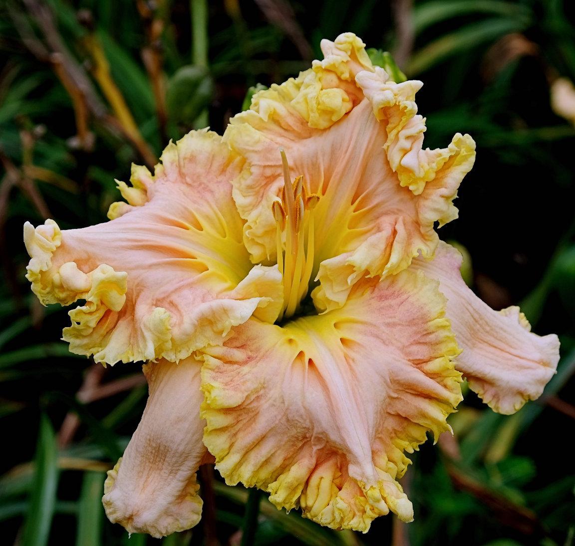 Photo of the bloom of Daylily (Hemerocallis 'Bamboo Fan') posted by Joy ...