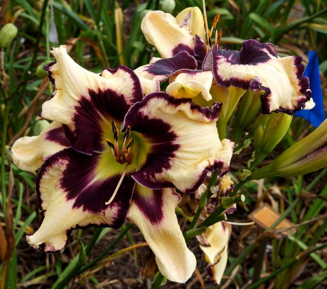 Photo of the bloom of Daylily (Hemerocallis 'Roxy Roo') posted by Joy ...
